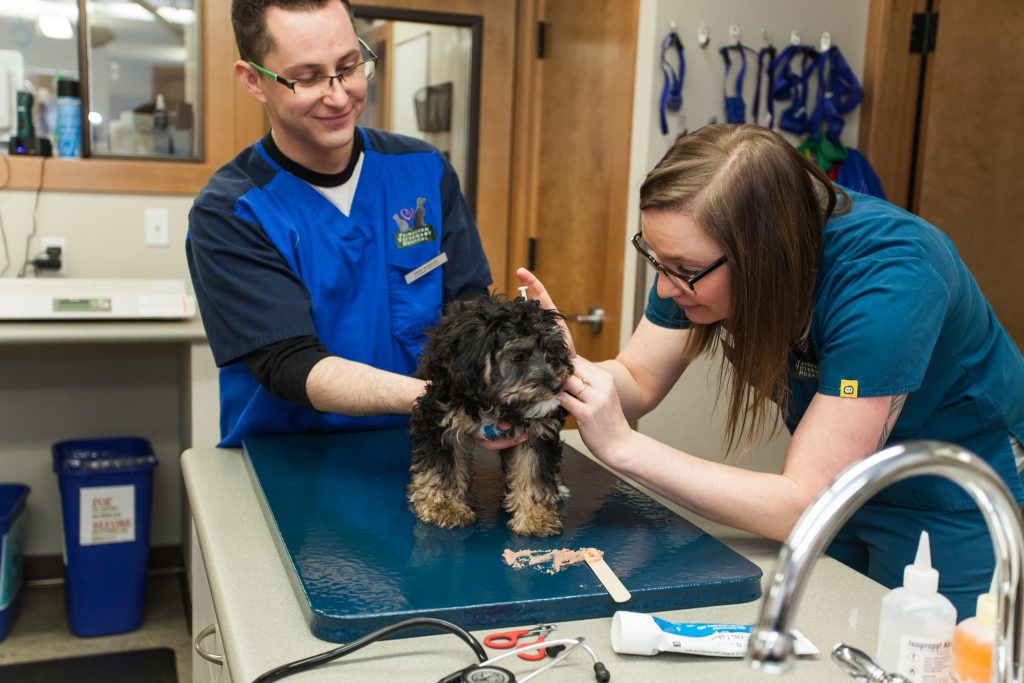 Rover Reefer Madness...K9 Marijuana Safety - Fairhaven Veterinary ...
