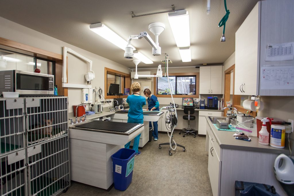 Anesthesia, To Fear or Not To Fear? - Fairhaven Veterinary Hospital ...