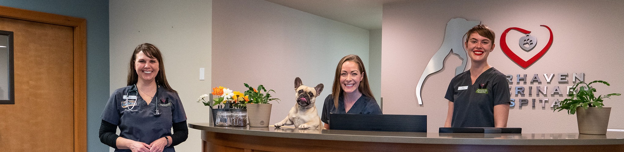 Standard Anesthetic Aftercare Instructions - Fairhaven Veterinary ...