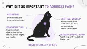 Solensia: A Breakthrough Treatment for Feline Osteoarthritis ...